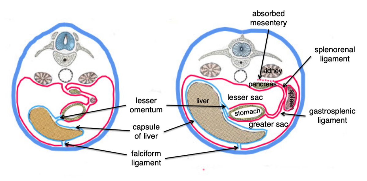 Foregut | Embryology - A Web Site
